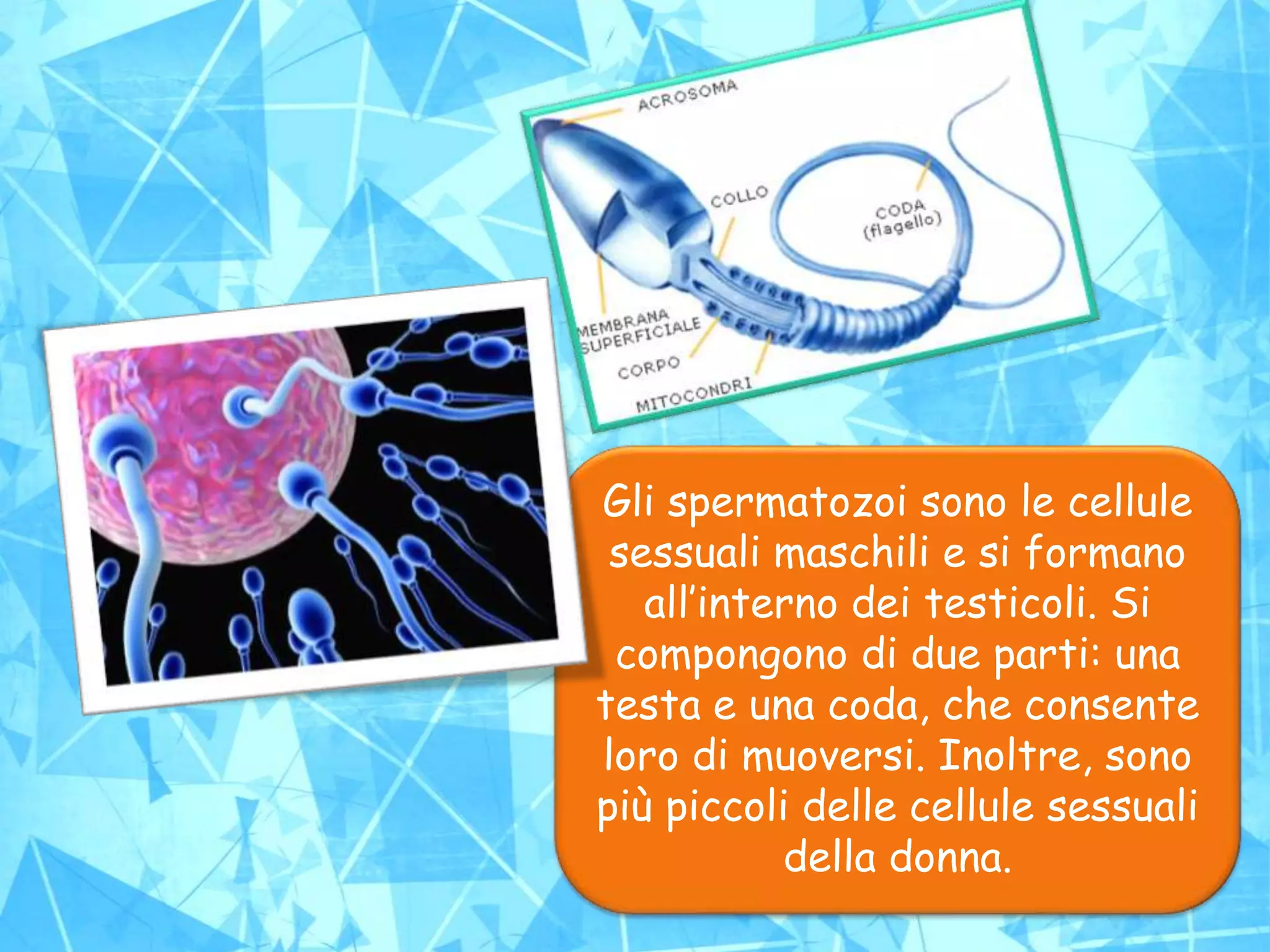 La riproduzione | PPTX