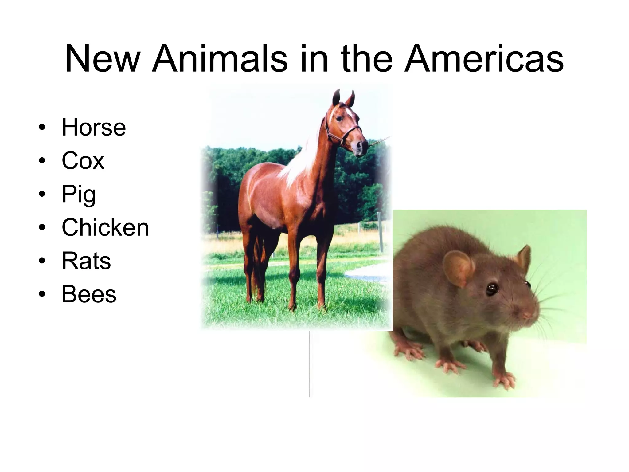 La The Columbian Exchange | PPT