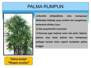 LA 02 Pokok dan Palma | PPTX