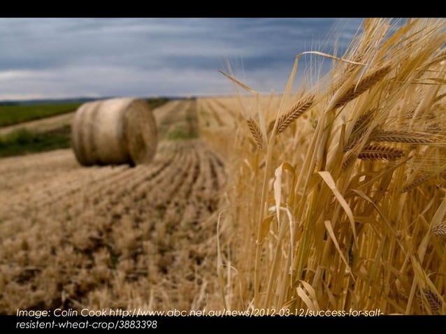 Chattel or fixture? | PPT | Land and Farms | Real Estate