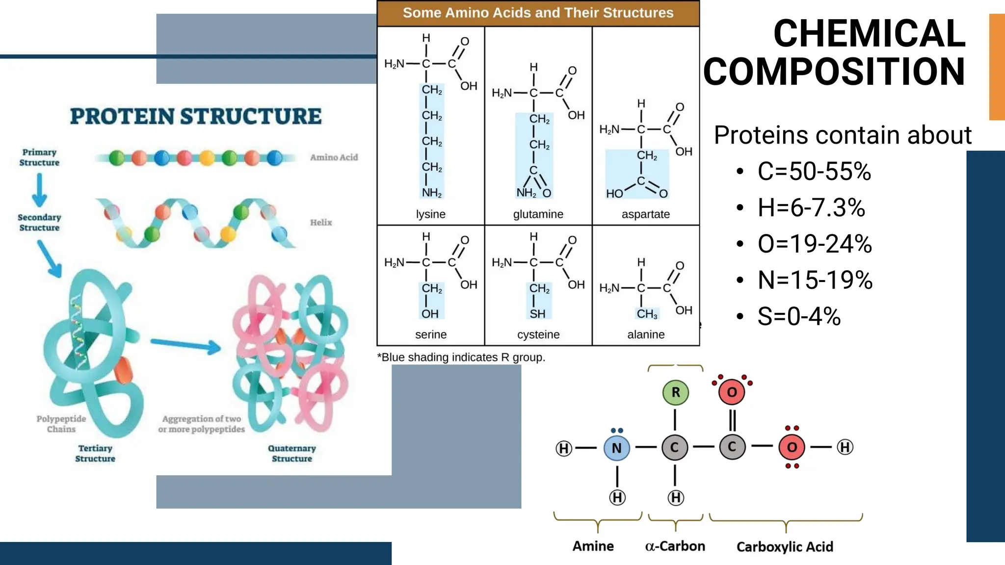 Proteins: An Overview explaining its classification, metabolism and ...