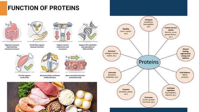 Proteins: An Overview explaining its classification, metabolism and ...