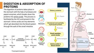 Proteins: An Overview explaining its classification, metabolism and ...