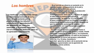 La adolescencia | PPTX
