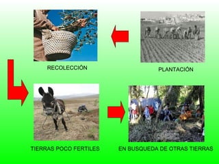 La agricultura de rozas | PPT