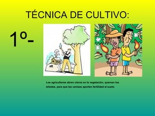La agricultura de rozas | PPT