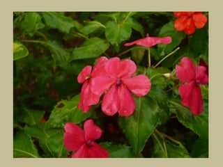 La agricultura ecológica, usos de terreno y soberanía alimentaria ...