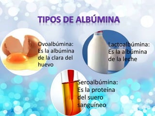 La albúmina | PPTX