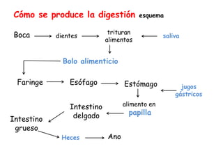 La alimentación | PPT