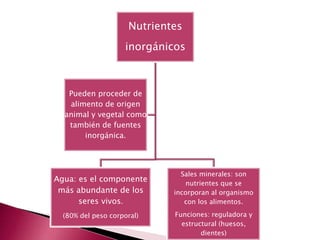 La alimentación humana 3B (Equipo Ranian) | PPTX