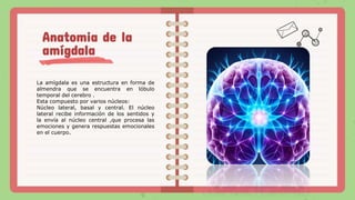 concepto,,tipos,tratamiento de LA AMIGDALA., | PPTX