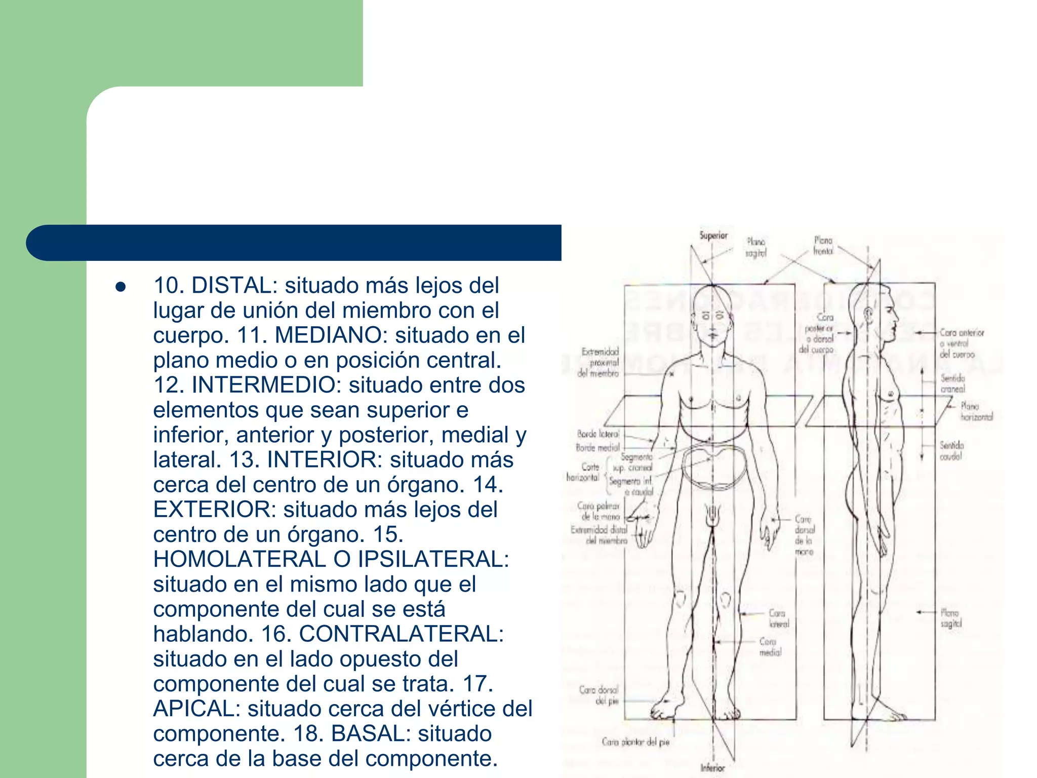 La anatomia humana. | PPTX