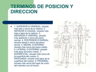 La anatomia humana. | PPT