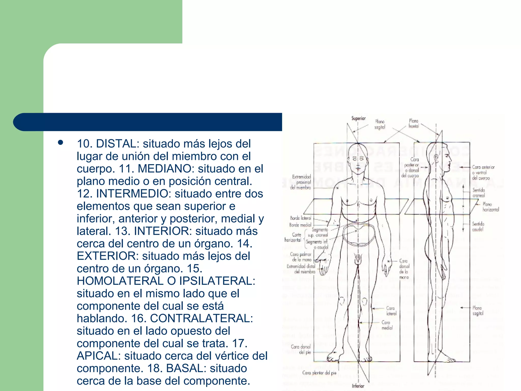 La anatomia humana. | PPT