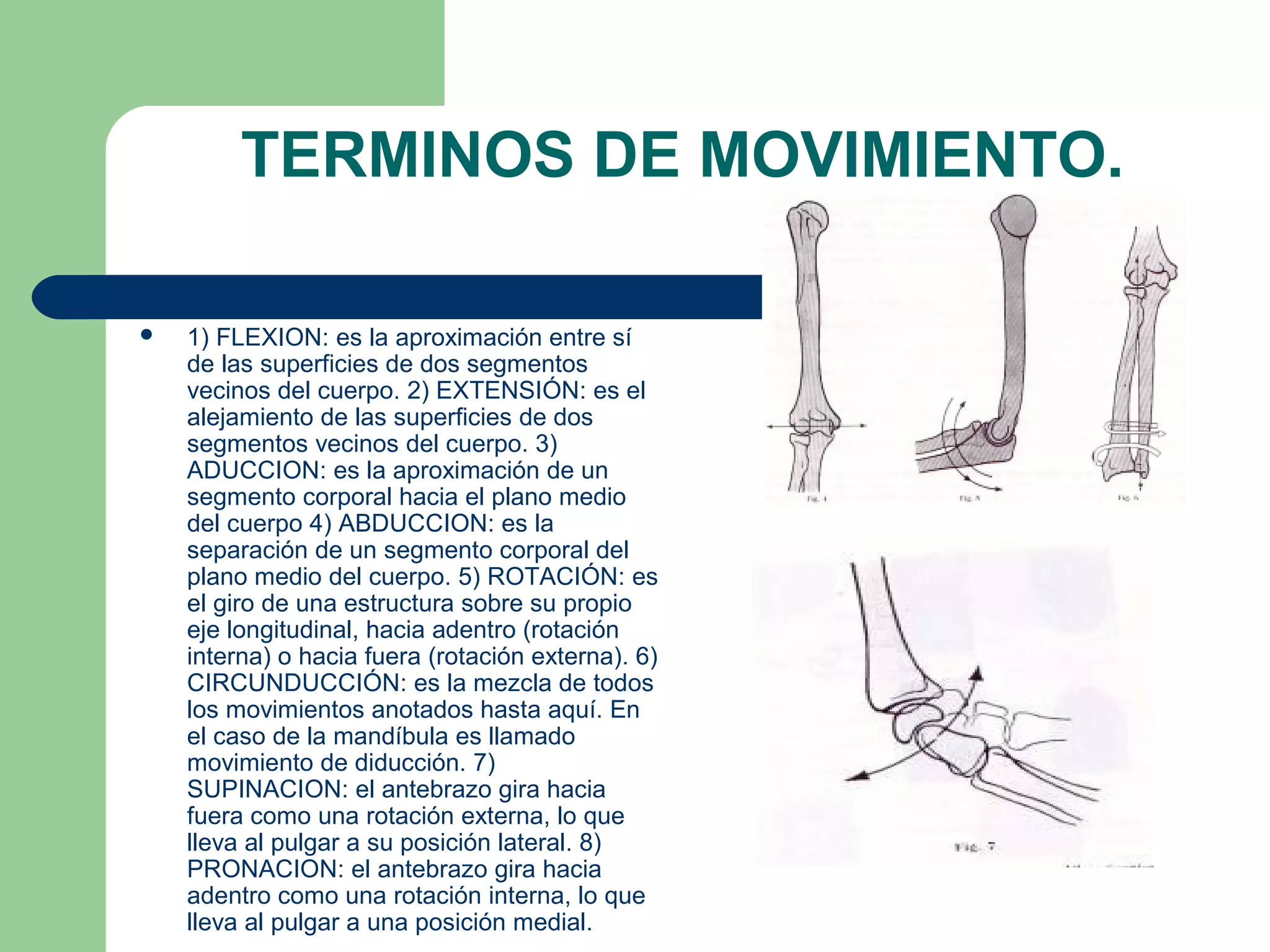 La anatomia humana. | PPT