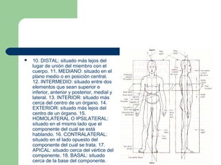 La anatomia humana. | PPT
