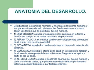 La anatomia humana. | PPT