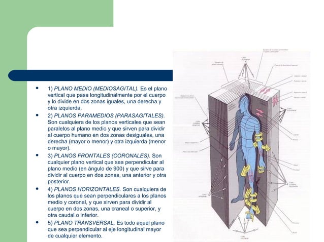 La anatomia humana. | PPT