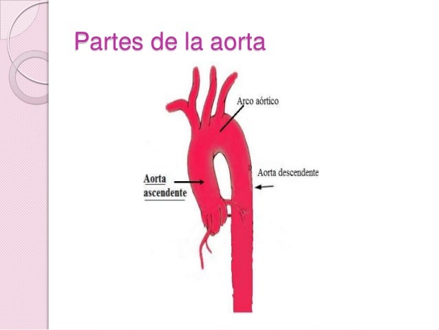 Aorta Ascendente Y Descendente