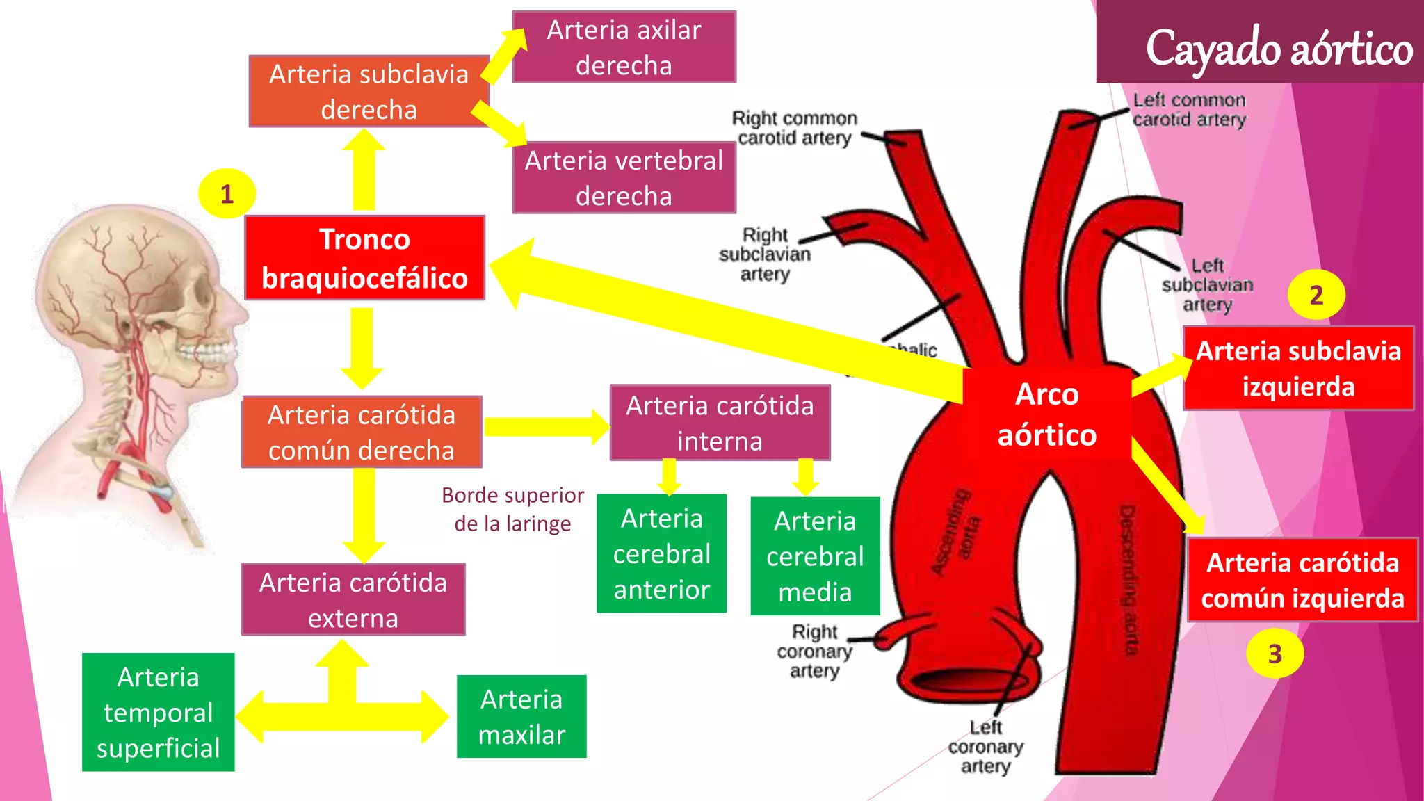 La aorta y sus ramas parte 1 | PPTX