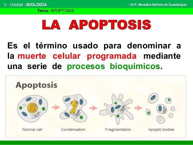 La apoptosis 4