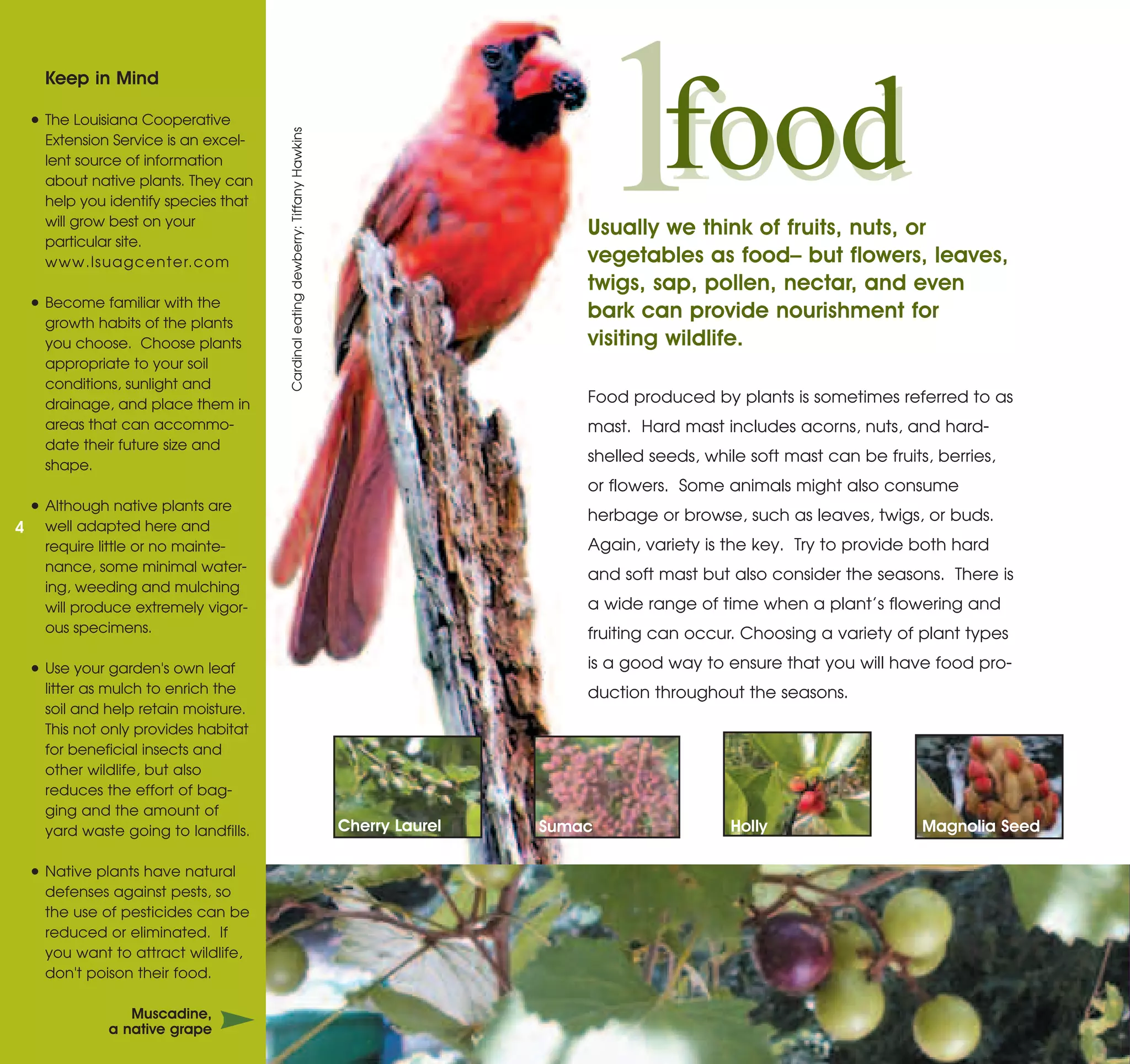 LA: Attracting Wildlife with Native Plants | PDF