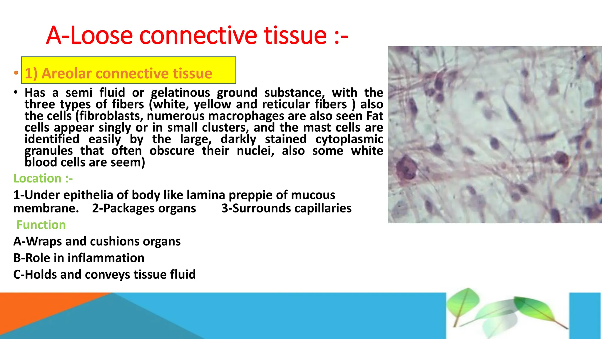 lab-10-connective-tissuedا-محمد-شاكر.pdf