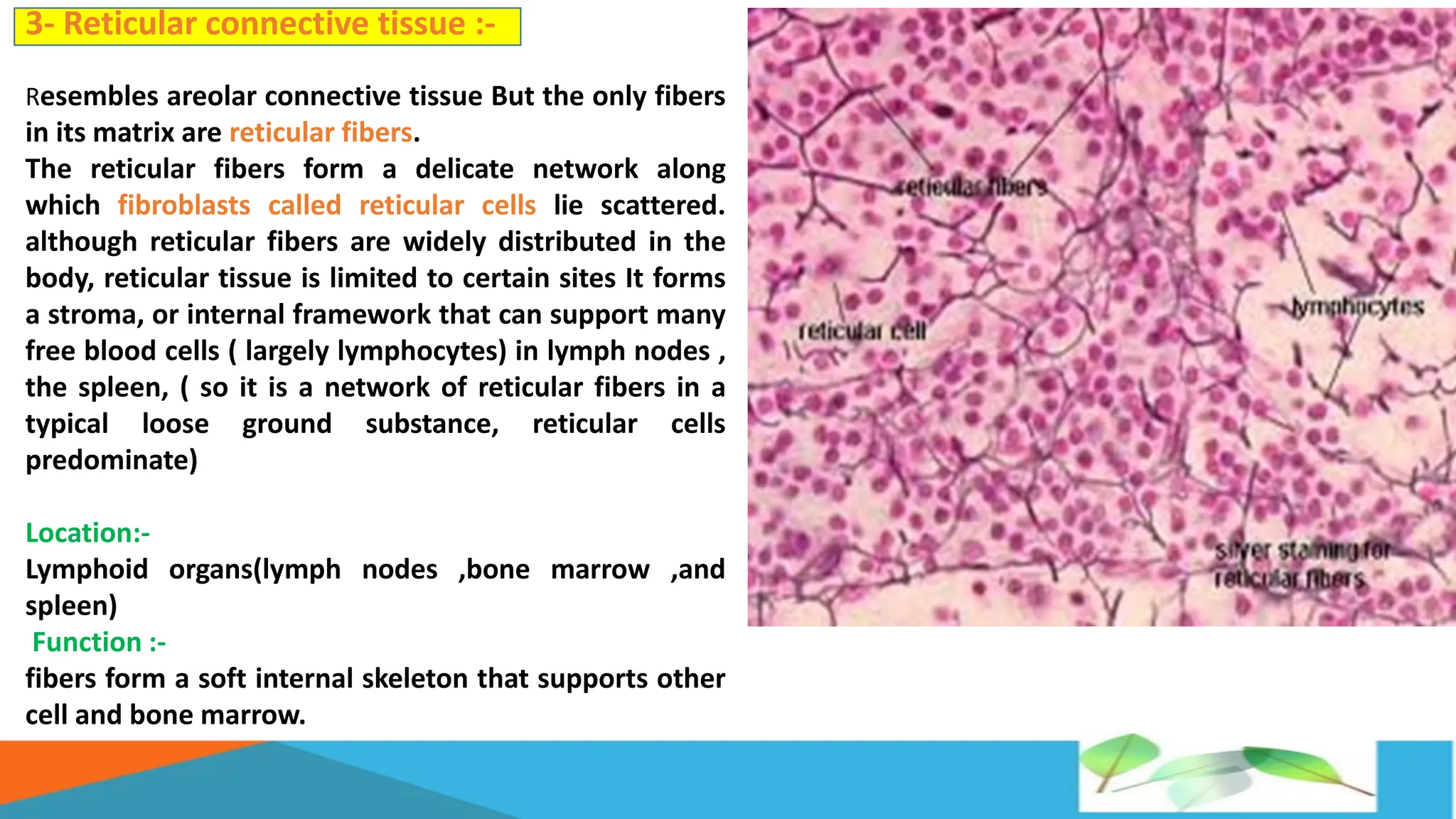 lab-10-connective-tissuedا-محمد-شاكر.pdf