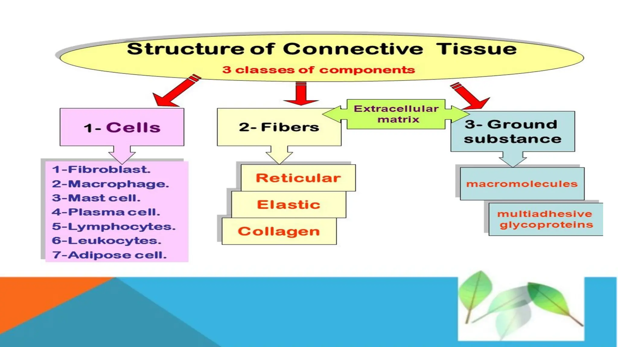 lab-10-connective-tissuedا-محمد-شاكر.pdf