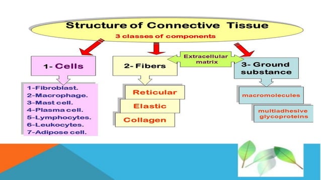lab-10-connective-tissuedا-محمد-شاكر.pdf
