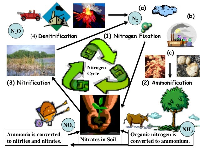 Lab.10 methods for estimating nitrification process
