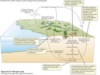 Lab.11 methods for estimating denitrification process | PDF