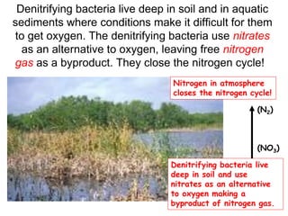 Lab.11 methods for estimating denitrification process | PDF