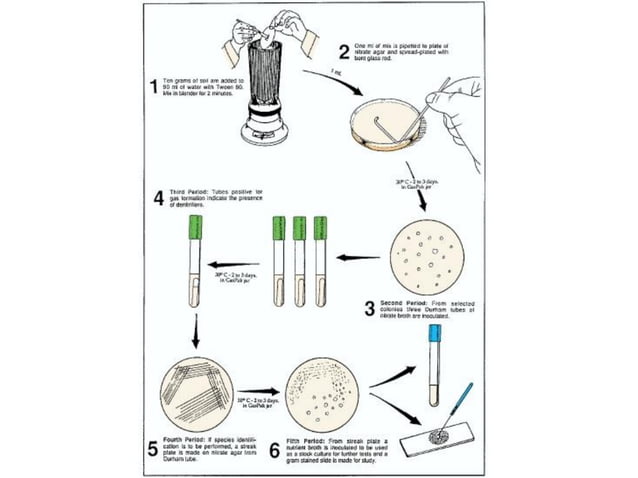 Lab.11 methods for estimating denitrification process | PDF