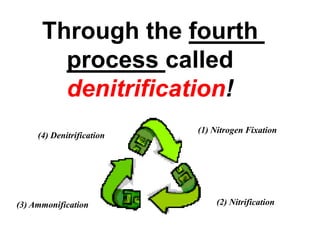 Lab.11 methods for estimating denitrification process | PDF