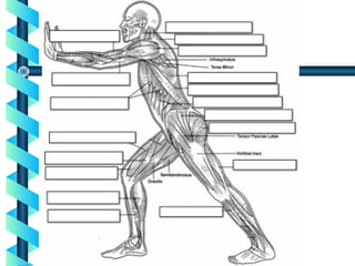 Lab Anatomy of Muscular System | PPT