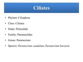 Animal-like protozoan | PPTX