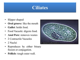 Animal-like protozoan | PPTX