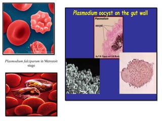 Animal-like protozoan | PPTX