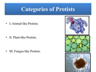 Animal-like protozoan | PPTX