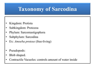 Animal-like protozoan | PPTX