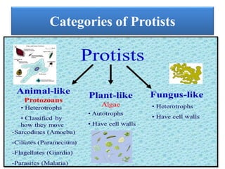 Animal Like Protists Chart