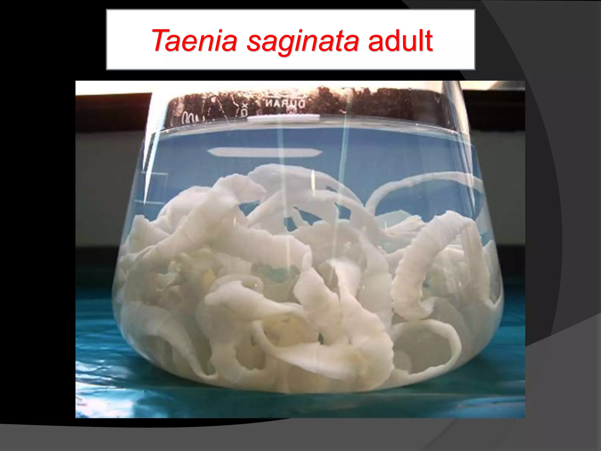 Laboratory diagnosis of Taenia species | PPSX