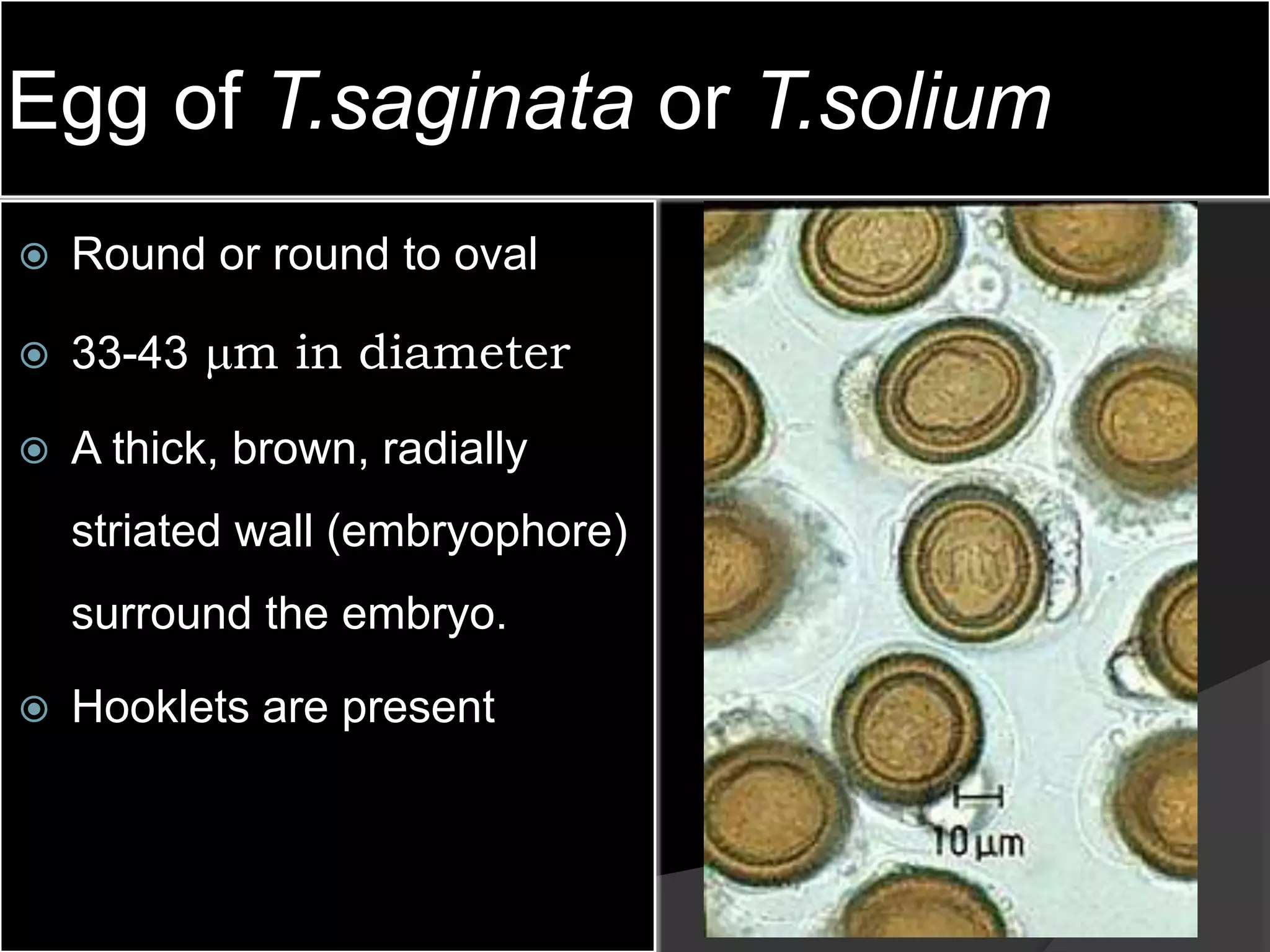 Laboratory diagnosis of Taenia species | PPSX