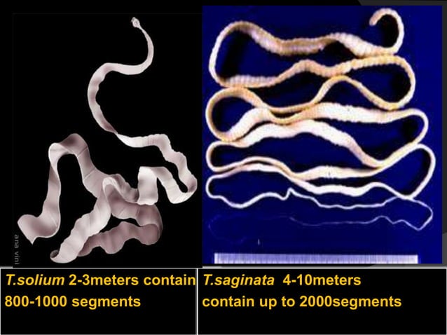 Laboratory diagnosis of Taenia species | PPSX | Medical Health