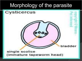 Laboratory diagnosis of Taenia species | PPSX