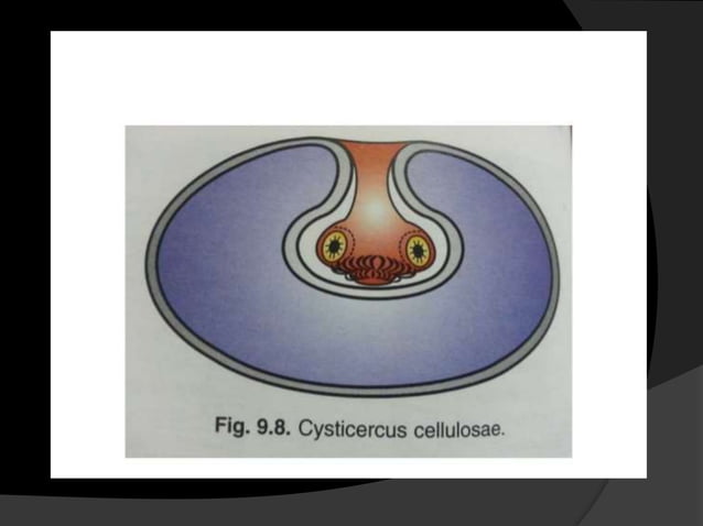 Laboratory diagnosis of Taenia species | PPSX | Medical Health