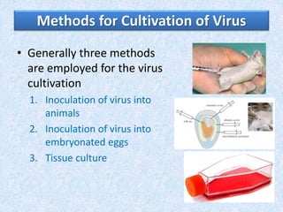 Cultivation Of Viruses | PPTX
