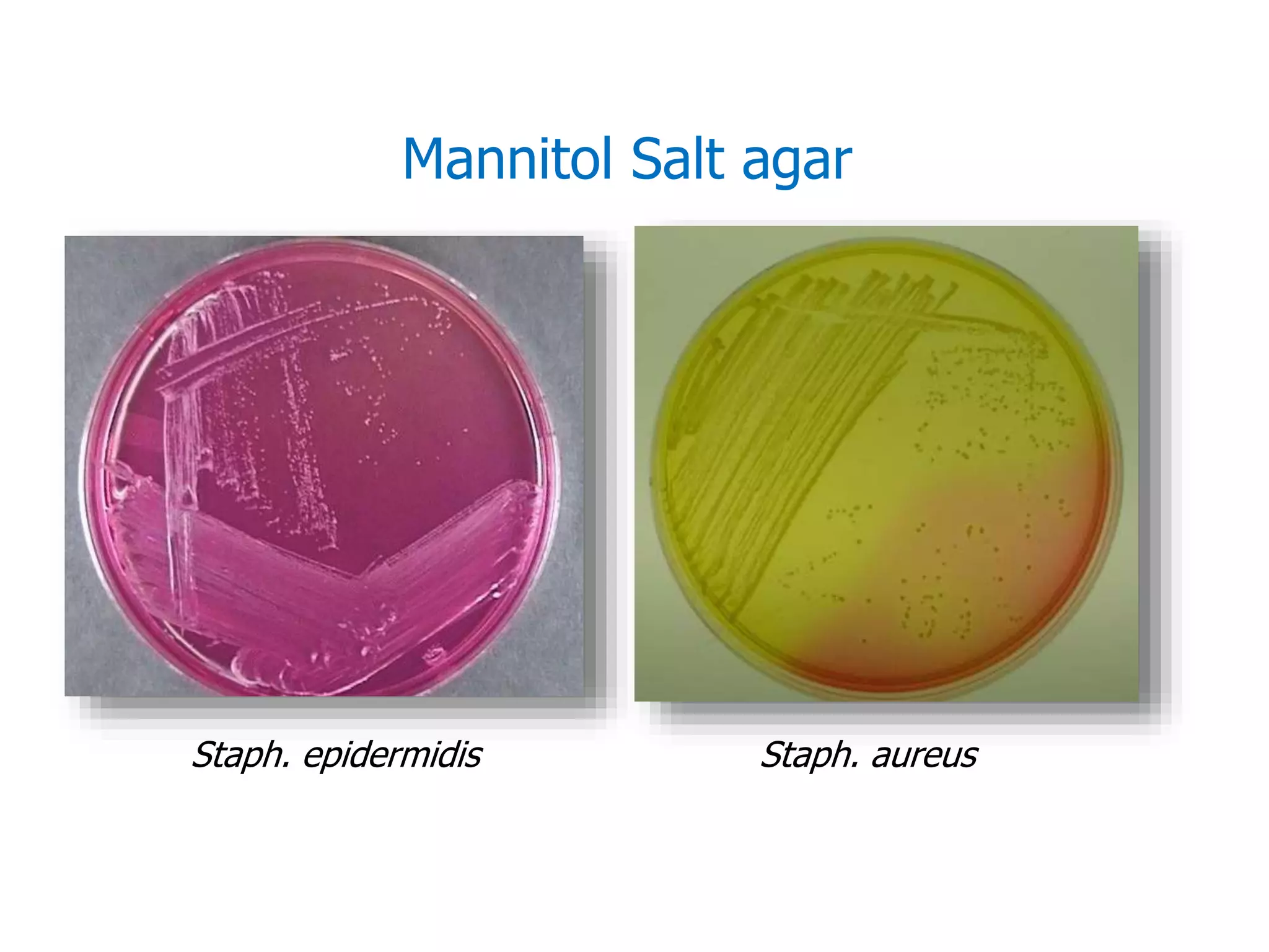 Lab. 2 Staphylococcus.ppt
