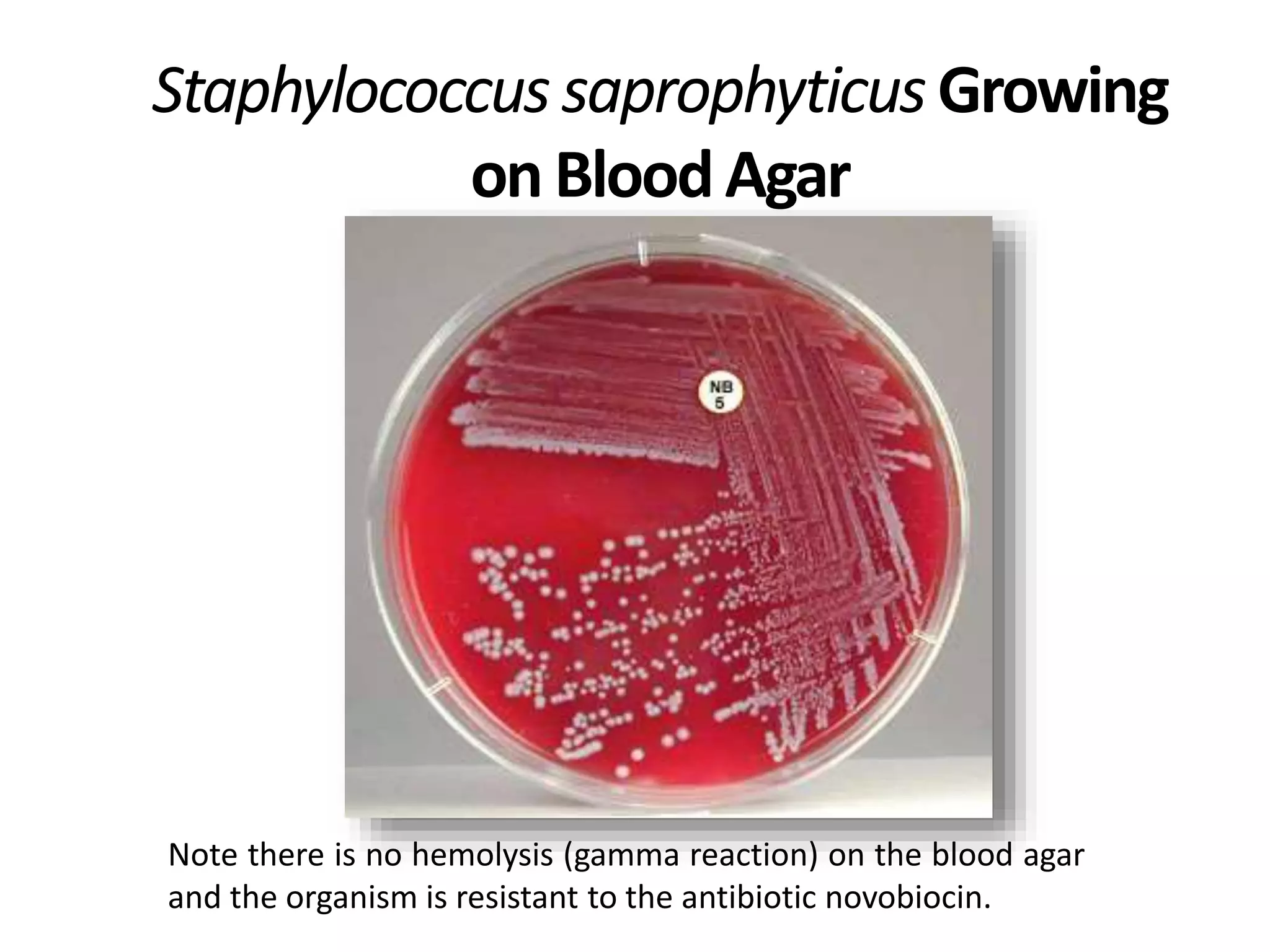 Lab. 2 Staphylococcus.ppt